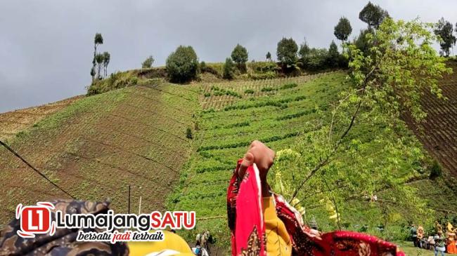 Kembali Budaya Bercocok Tanam Nyabuk Gunung di Ranu Pane Lumajang