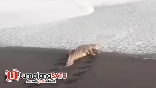 Warga Tempursari Heboh Kemunculan Buaya di Pantai Watu Godek Lumajang