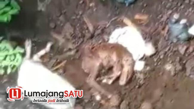 Heboh, 2 Bangkai Anak Sapi Dibuang di Sungai Randuagung Lumajang