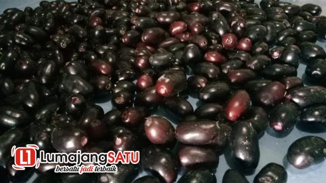 Buah Langka Juwet Lumajang Saat ini Harganya Samai Anggur Impor
