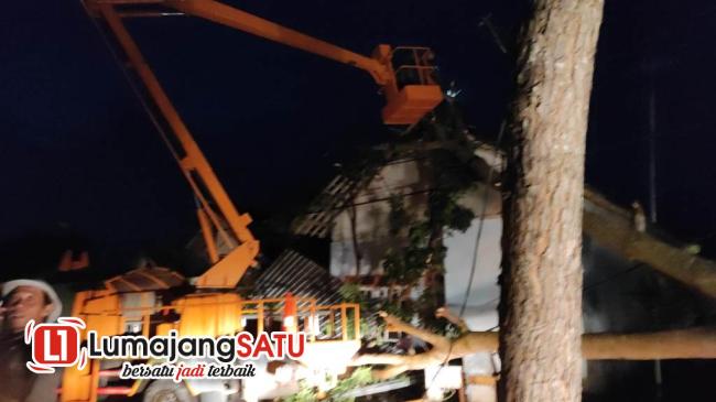 Listrik Padam Akibat Tertimpa Pohon di Jalan Citarum Lumajang