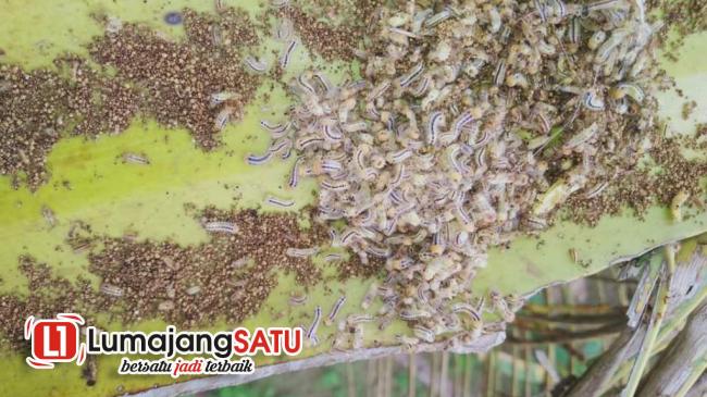 Hama Kelapa di Tempursari Lumajang Dikenal Artona Atau Ulat Bulu Api