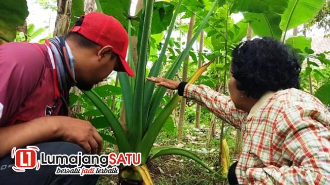 Mengintip Bisnis Pangan Alternatif Talas Mbote Semeru Beromset Milyaran